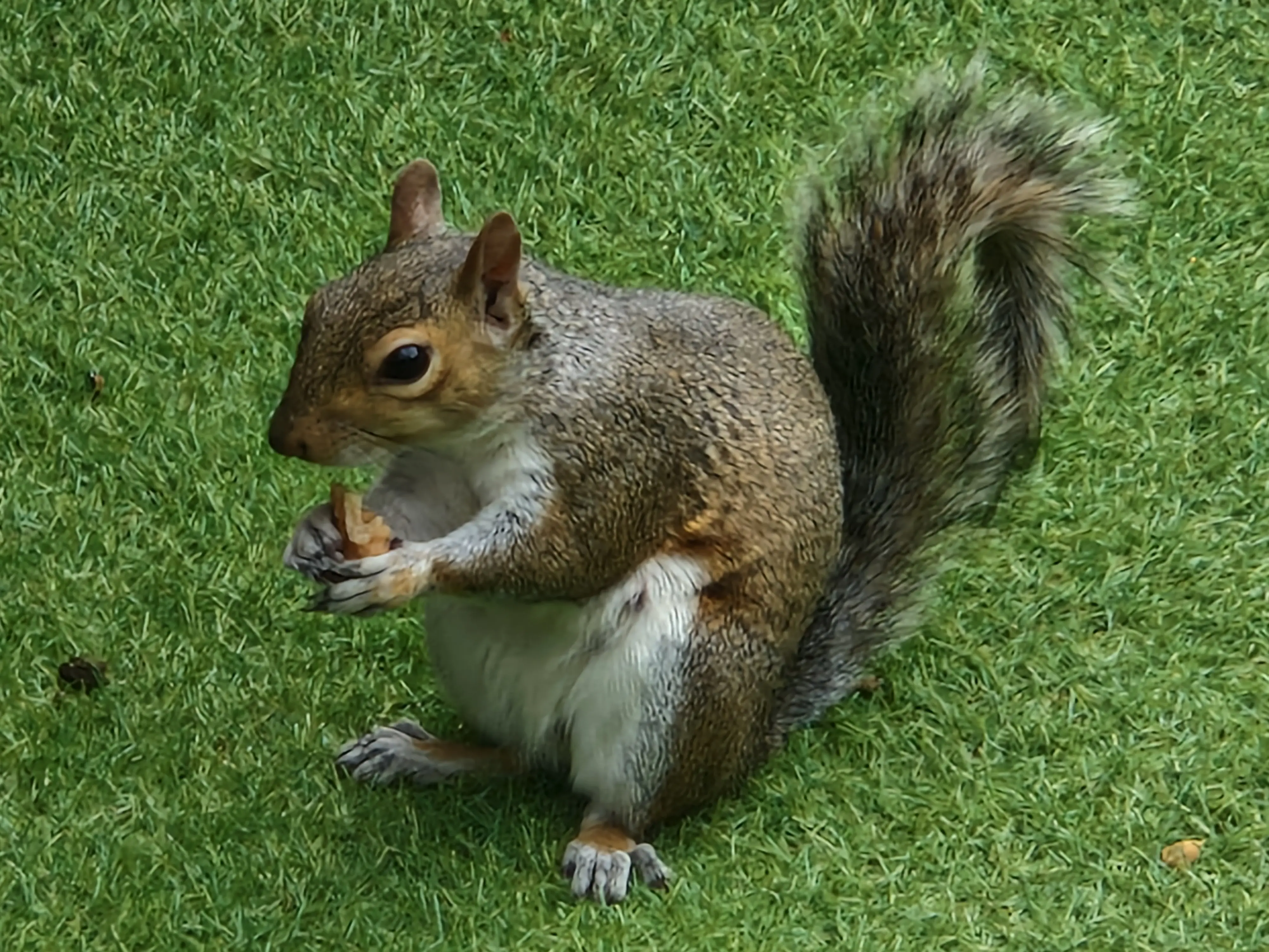 animals - When squirrels attack! | Goregrish