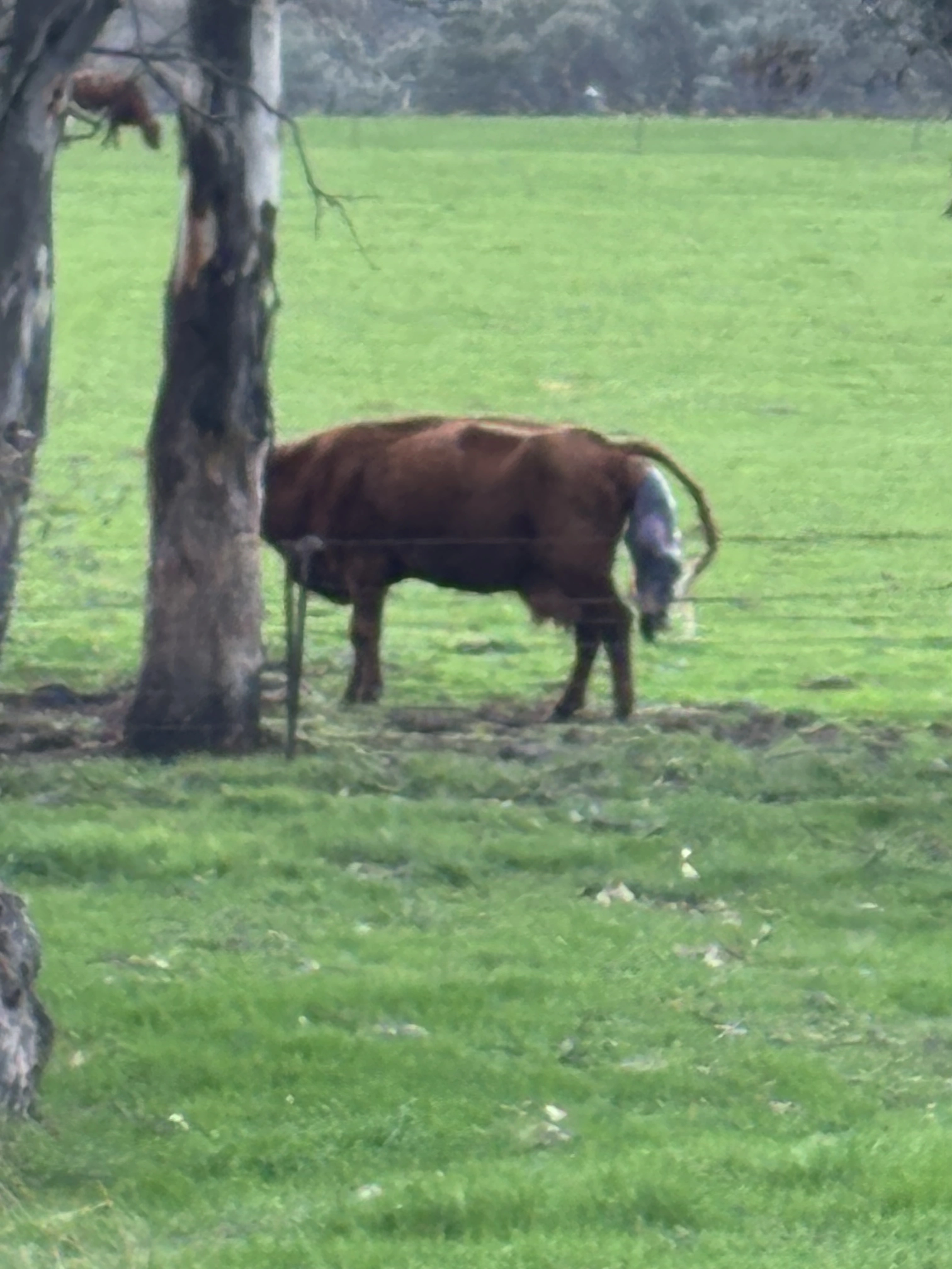animals - The cow just wanted to go out on the town with him | Goregrish