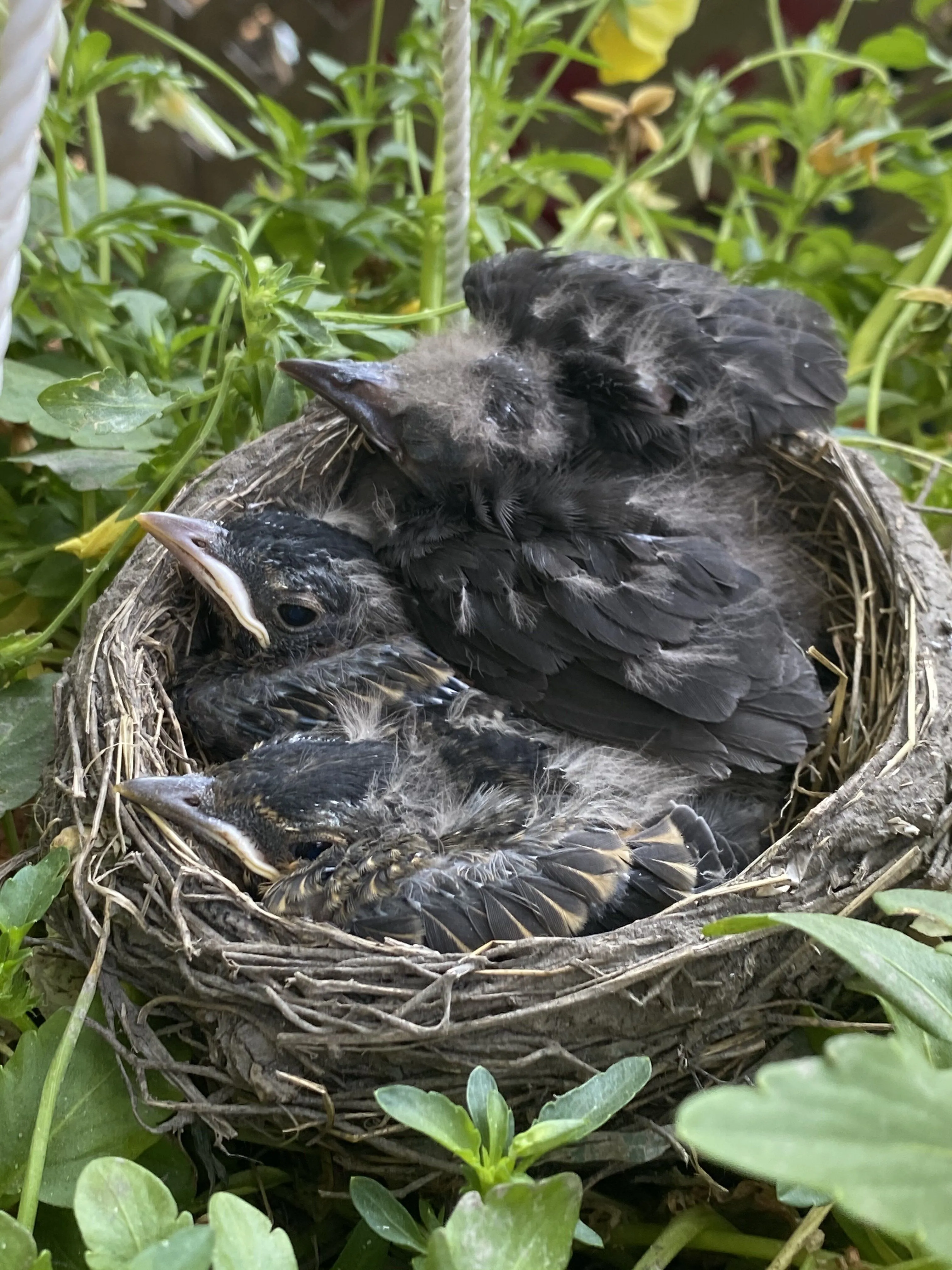 Something Cool if You Like Wildlife and Birds | Goregrish