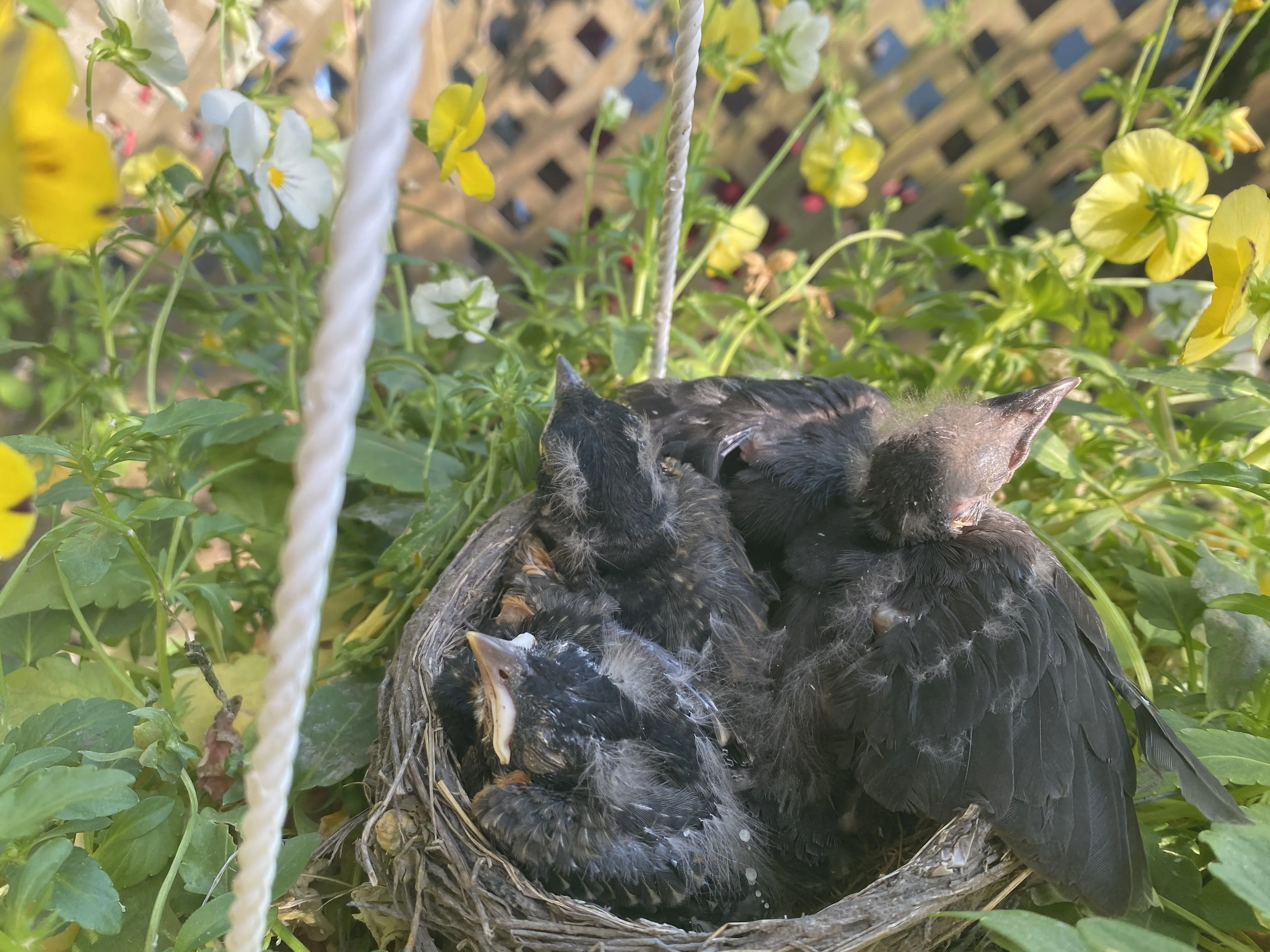 Something Cool if You Like Wildlife and Birds | Goregrish