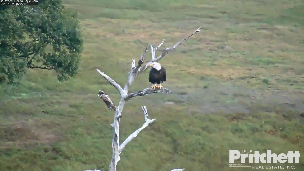 Florida Cam. Watch Hatching and Raising of Bald Eagles | Page 16 ...