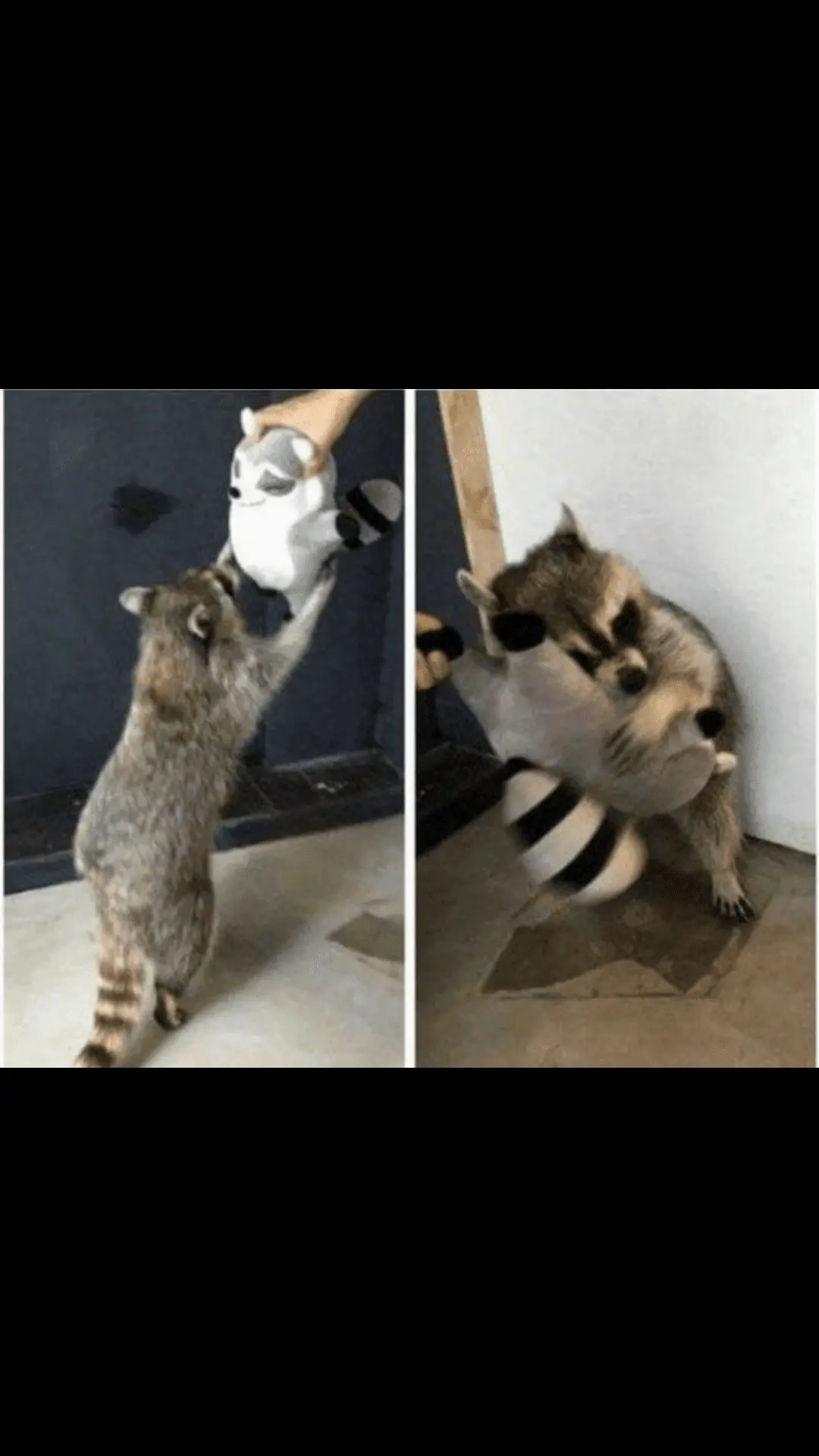 Feeding Racoons | Goregrish