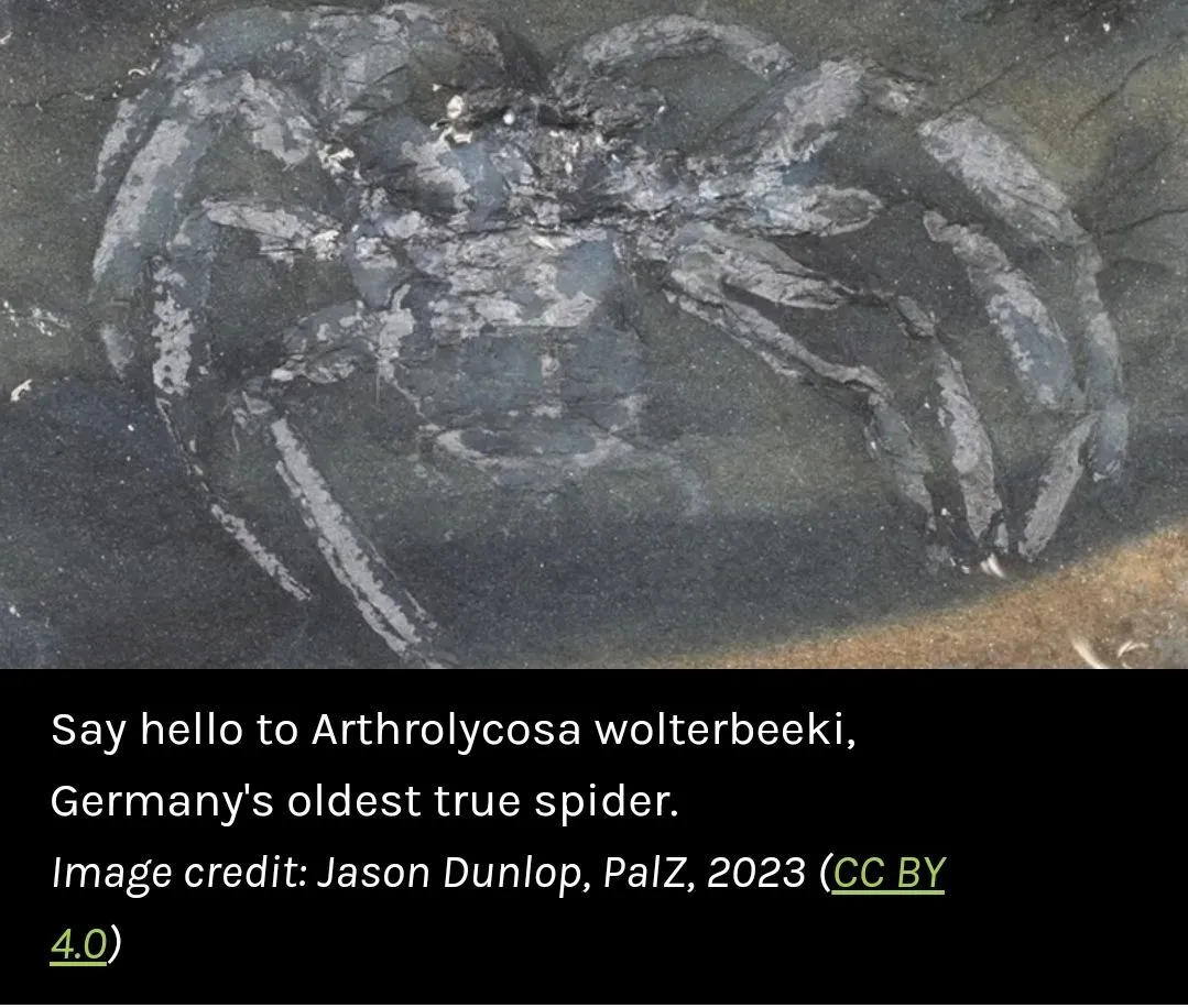 310-Million-Year-Old Fossil Spider Is The Oldest Ever Found In Germany ...